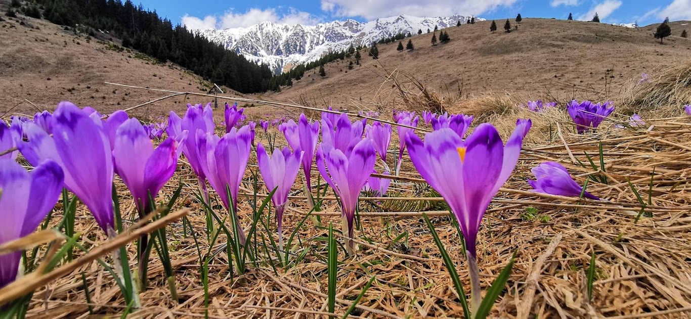Excursie munte Saua Joaca si Refugiul Grind | OxigenTour.ro