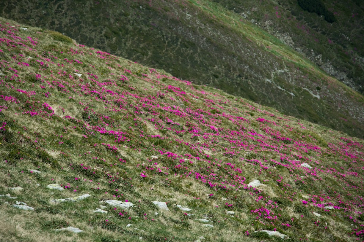 Excursie munte Varful Papusa|OxigenTour.ro