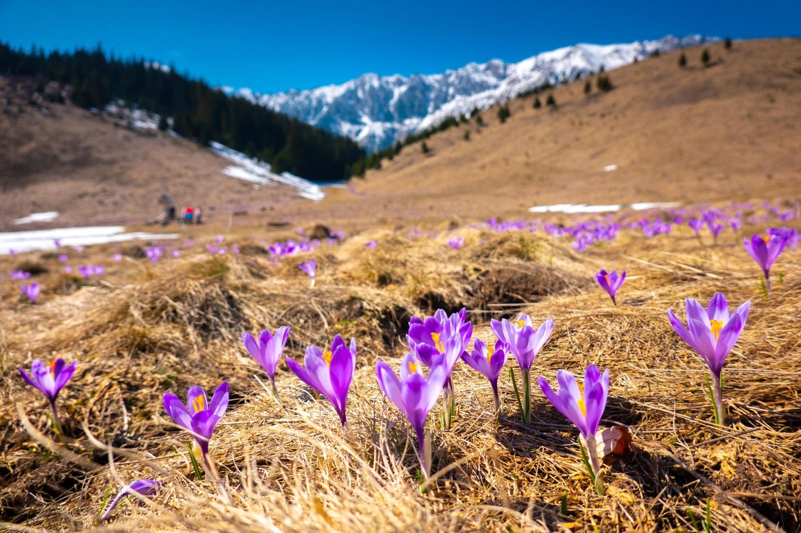 Excursie munte Refugiul Diana|OxigenTour.ro